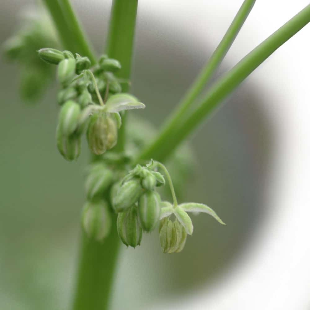 Identifying Male And Female Hemp Plants Us Nursery