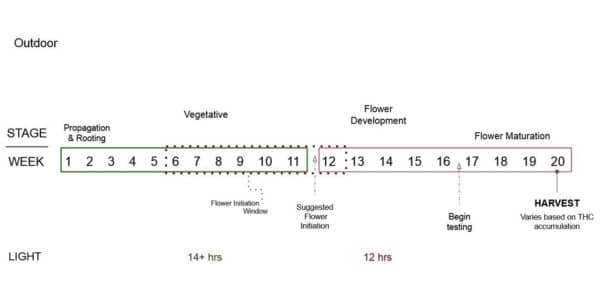 Hemp Testing and Harvest Schedule - US Nursery